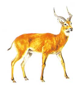 ACP - Association des guides de chasse Professionnels - Guide de chasse ...
